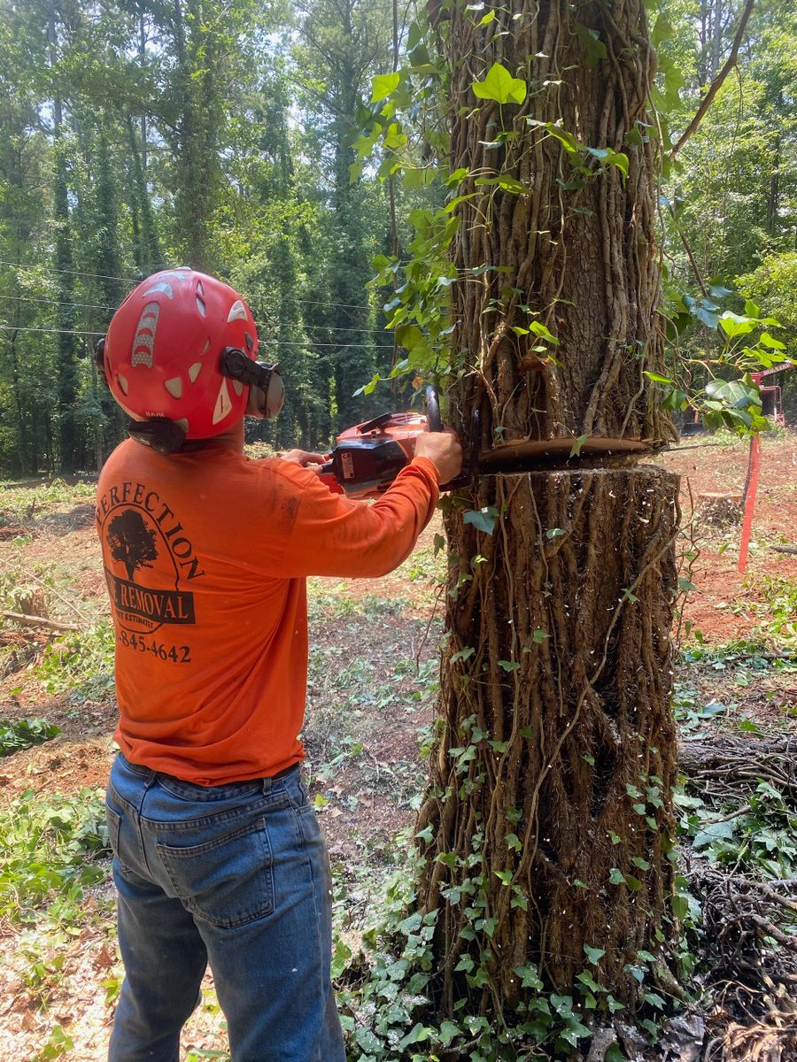 Marietta, Georgia Tree Removal Services - 5 Star Reviewed Tree Service ...